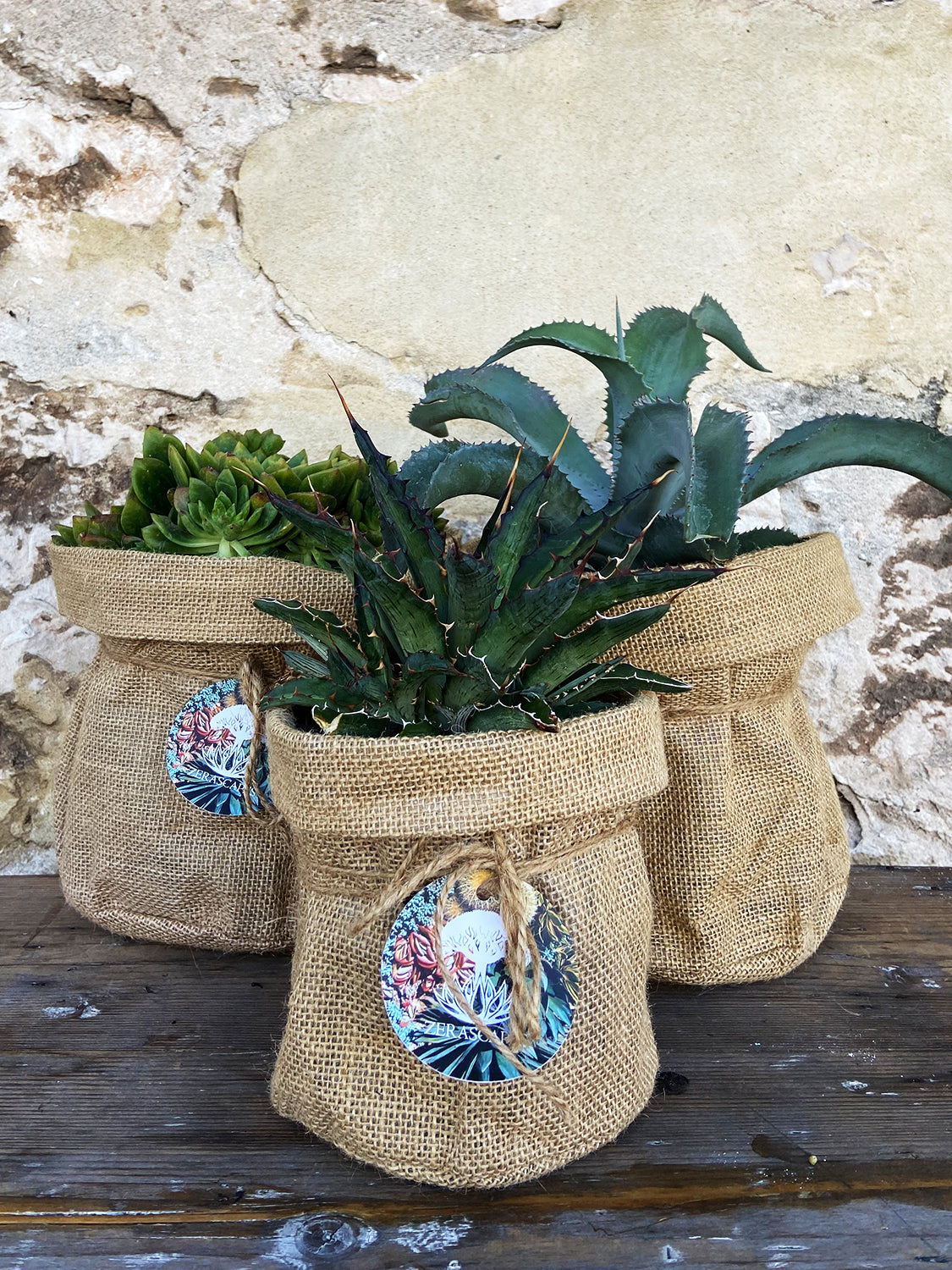 Zerascapes Succulents – Old Bridge Cellars